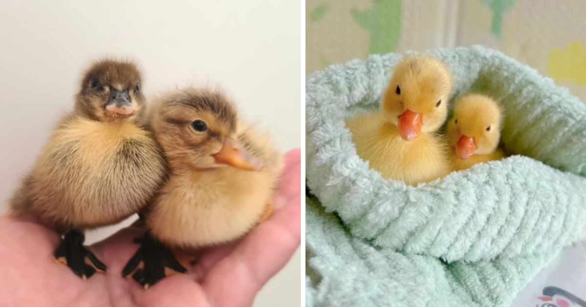 Feathered Fun: 27 Charmingly Cute Fluffy Ducklings That Have Us Quacking A Smile - Animal Comedy ...