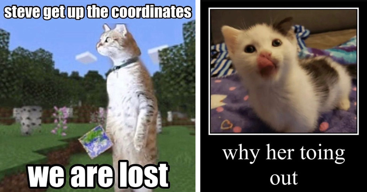 Clawsome Kooky Kitty Memes To Help You Put The Weird Back Into Friday ...