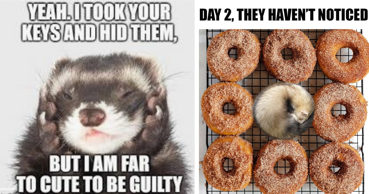 Fuzzy Friday Ferret Memes From The World Of Wobbly Noodles To Help You ...