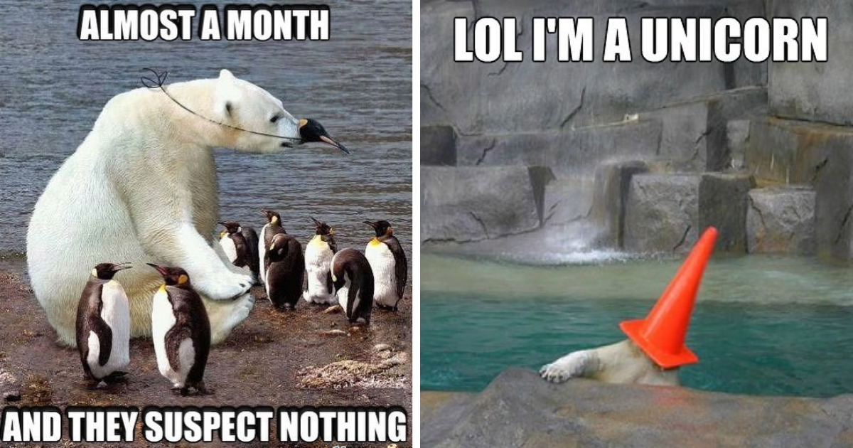 Pawdorable Positive Polar Bear Memes Frozen Freshly In The Arctic To ...