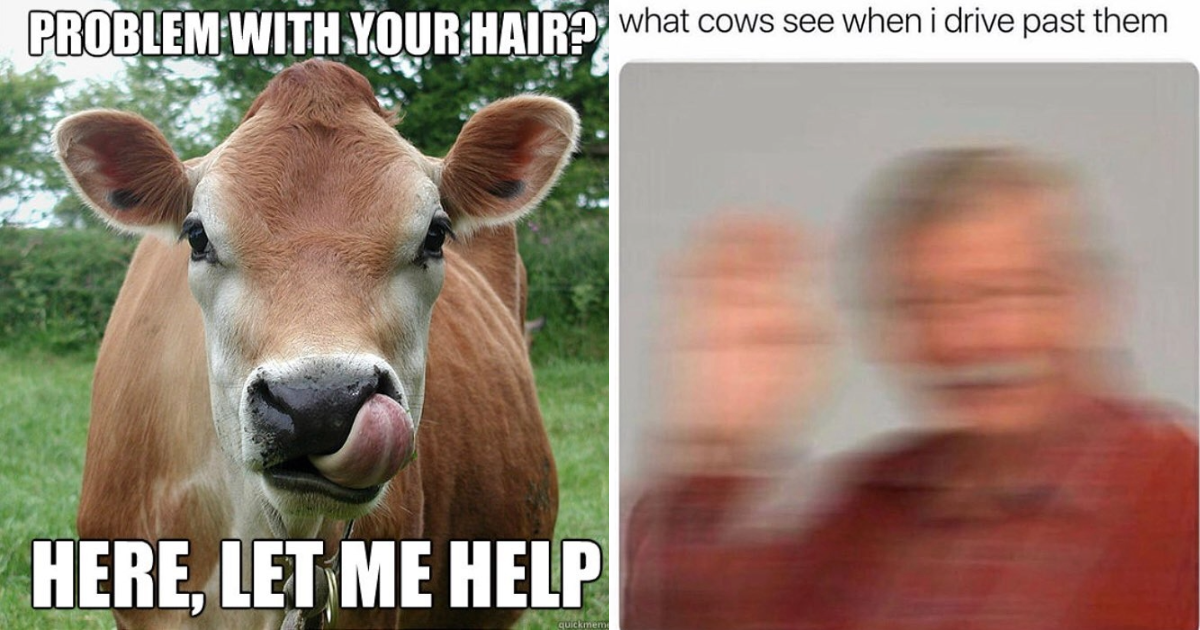 Cool Calm And Collected Memes Of Cows Living Their Best Lives As ...