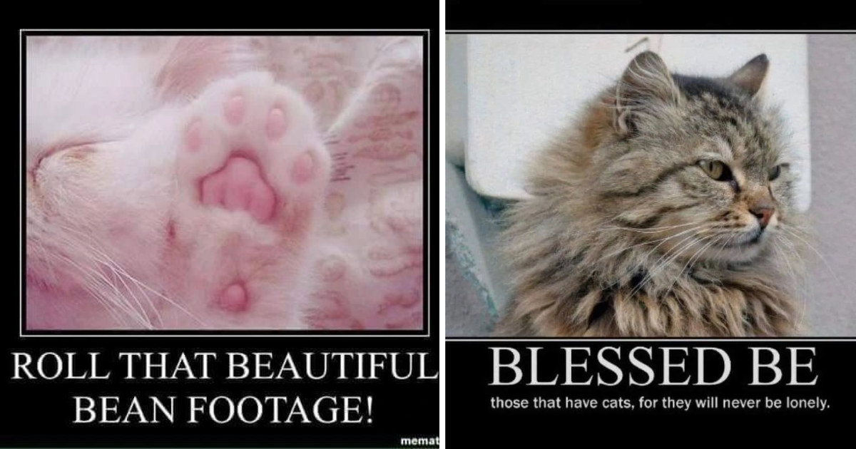 Captivating Caturday Kooky Kitten Memes To Put The Wacky Back Into Your ...