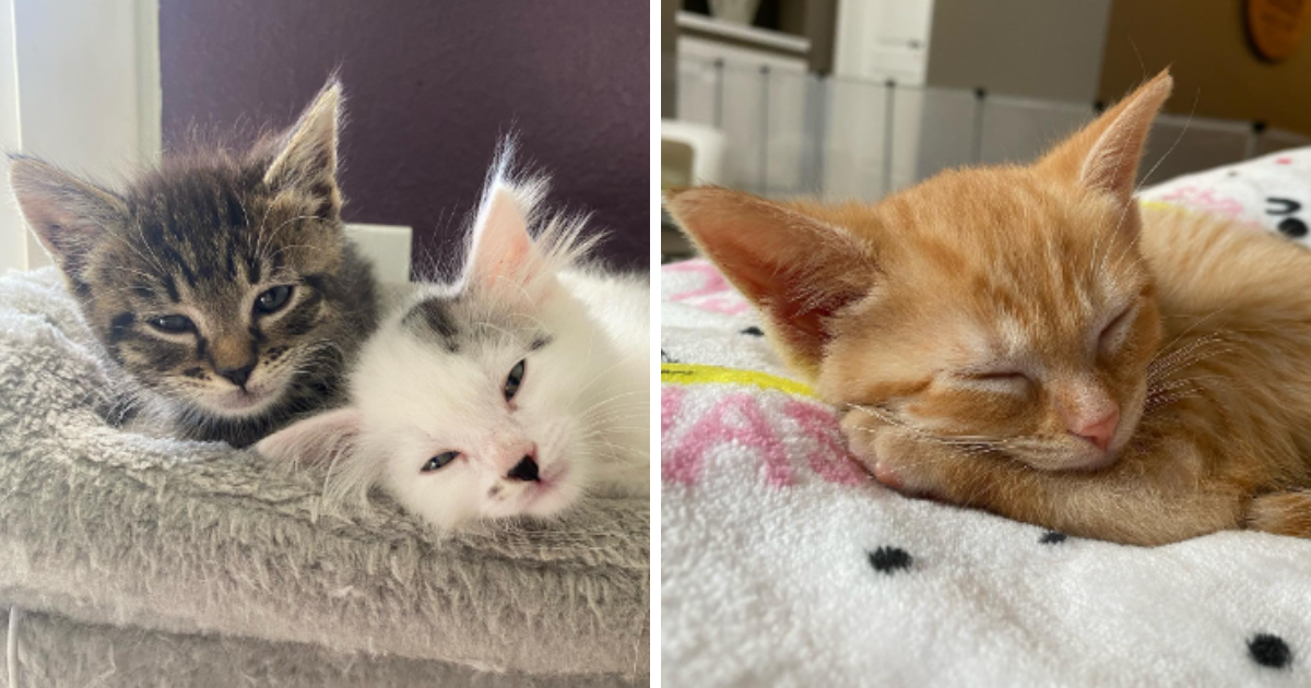 Friday Feline Snooze-day: 30 Snuggly Sleepy Kittens To Help You Paws ...