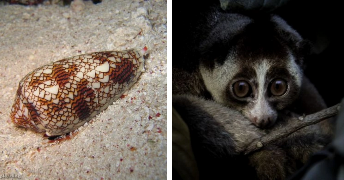 17 Surprisingly Dangerous Animals That You Don't Want To Mess With ...