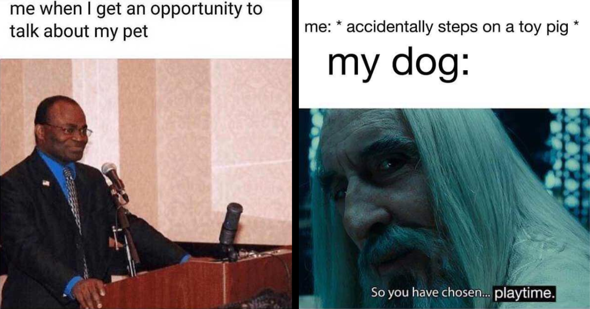 35+ Funniest Animal Memes To Help You Giggle Your Way Into A New Work ...