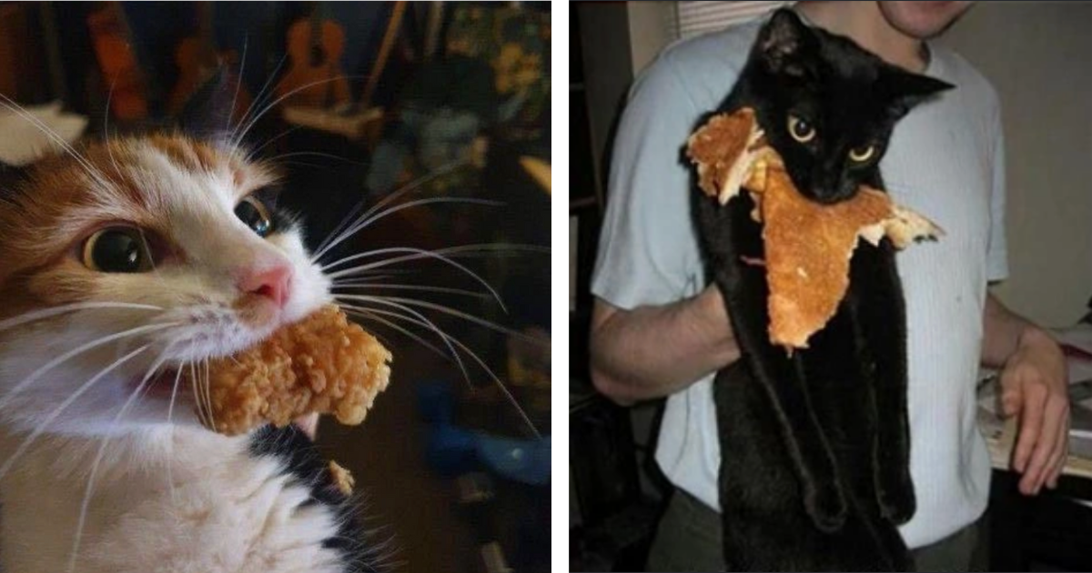 30+ Hissterical Kitchen Kitty Capers Of Sneaky Cats Allegedly Stealing ...