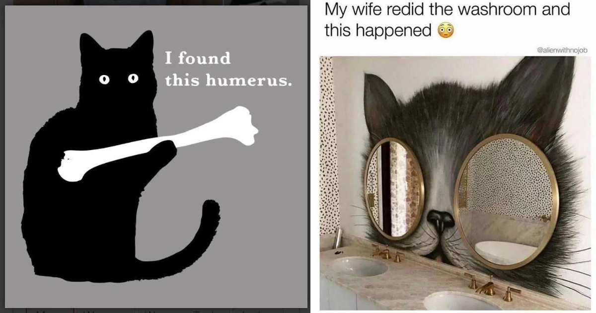 20 Cute And Sassy Cat Memes To Cuddle With At Home (October 19, 2023) - I Can Has Cheezburger?