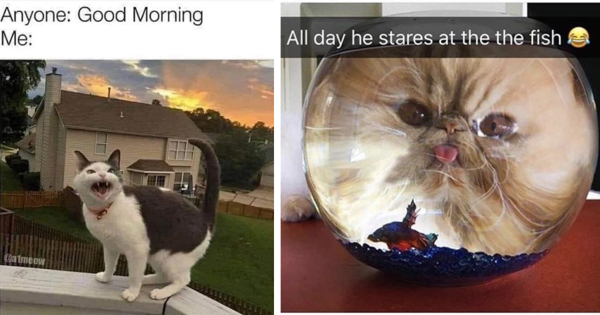 30 Cute And Funny Cat Memes To Get You Through Caturday - I Can Has ...