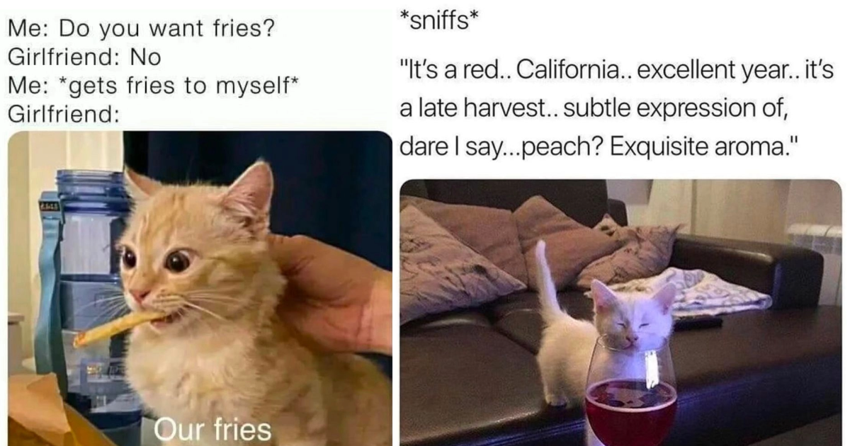 Sassy Spicy Scrumptious Cat Memes Pawfect Addition To Your Decadent ...