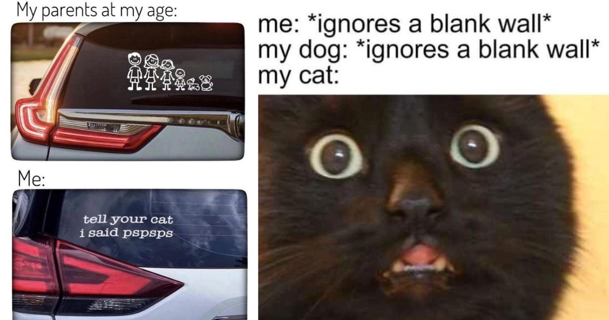 28 Cute And Sassy Cat Memes To Cuddle With At Home (October 22, 2023) - I Can Has Cheezburger?