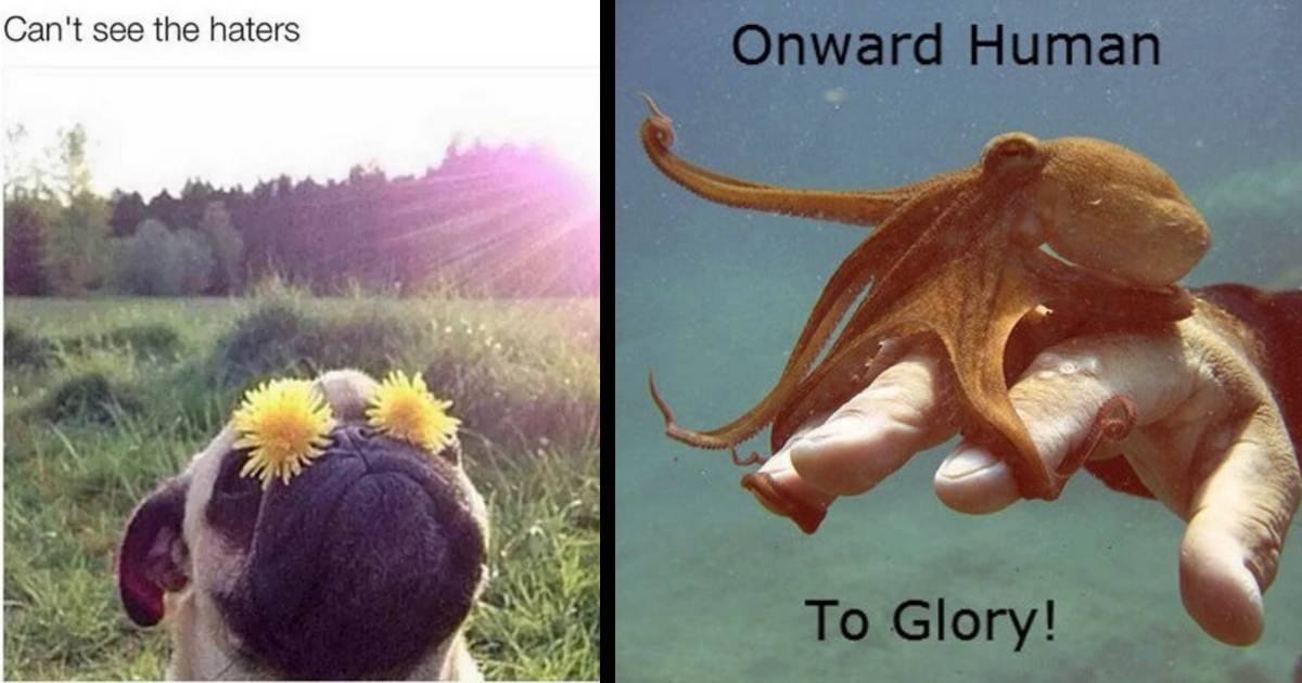 50+ Funny Animal Pictures To Start Your Week With A Smile And ...