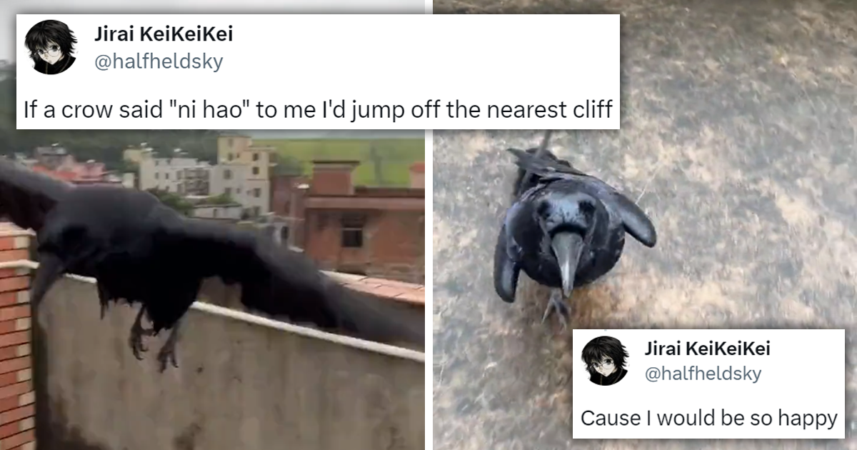 Video Of A Crow Saying 'Ni Hao' In Greeting When Seeing Its Human Goes ...