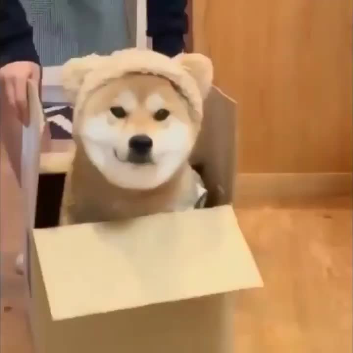 Bear Doggo Is Here Give You Luck - I Can Has Cheezburger?