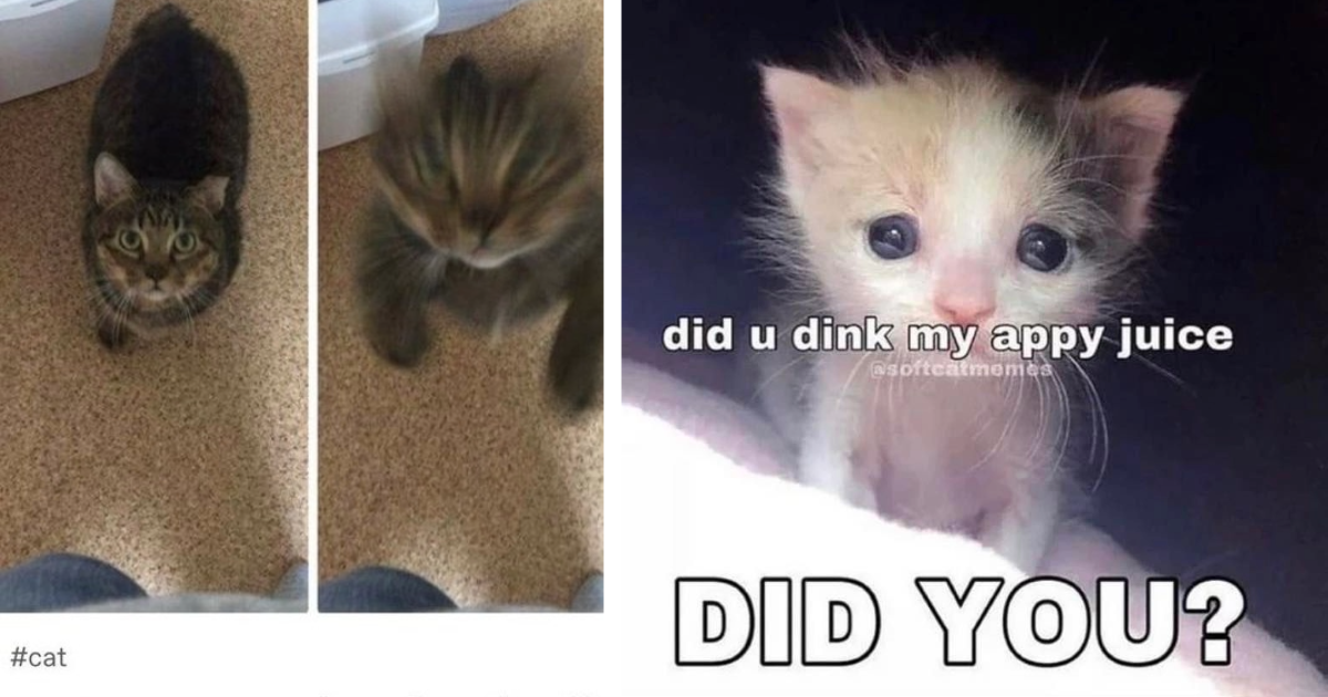 Random Raucous Feline Memes To Add A Little Chaos And Clawminality To ...