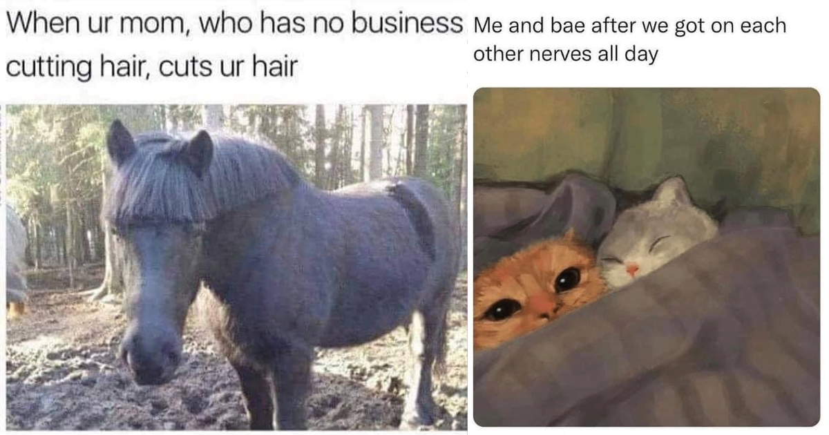 Awkward Introverted Animal Memes To Remind You To Enjoy Your Personal ...