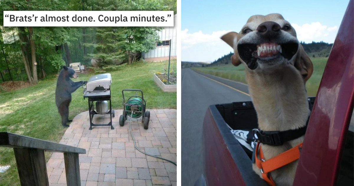 Whimsical Wildlife Wednesday: 34 Howl-arious Animal Pics For A Hump-Day ...