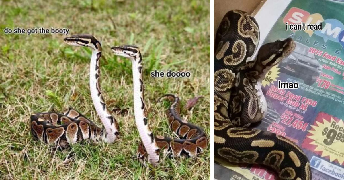 34 Remarkable Reptile Memes To Make You Sssmile - Animal Comedy ...