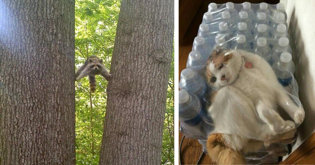 Mistakes Were Made, Animal Edition (October 23, 2023) - Animal Comedy ...