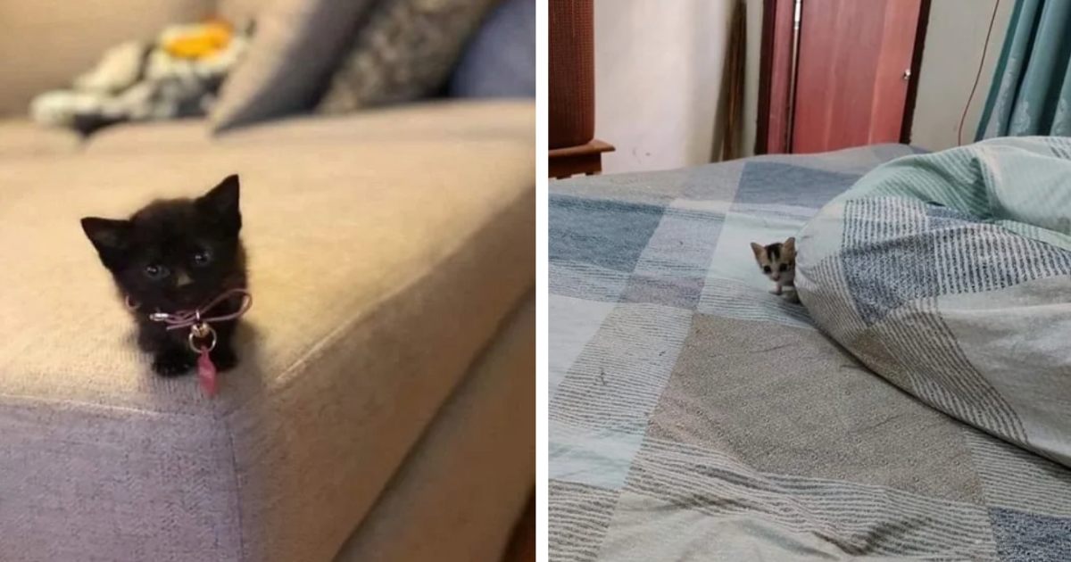 A Smol Handful Of Teeny Tiny Kittens In Adorably Large Spaces For Your ...