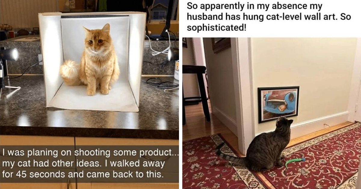 Start This Sweet Sunday With Whiskered And Whimsical Collection Of ...