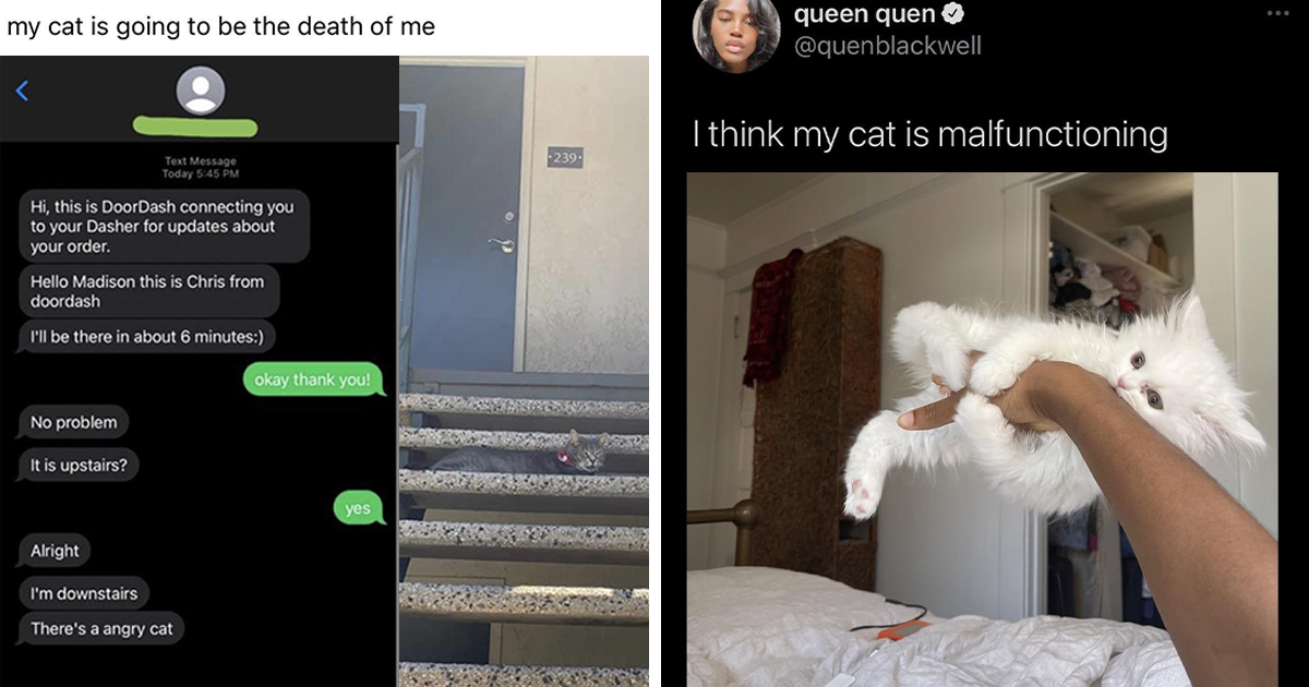 Mid-Week Pick Me Up: Fabulous Feline Memes For Every Cat Person Who's ...