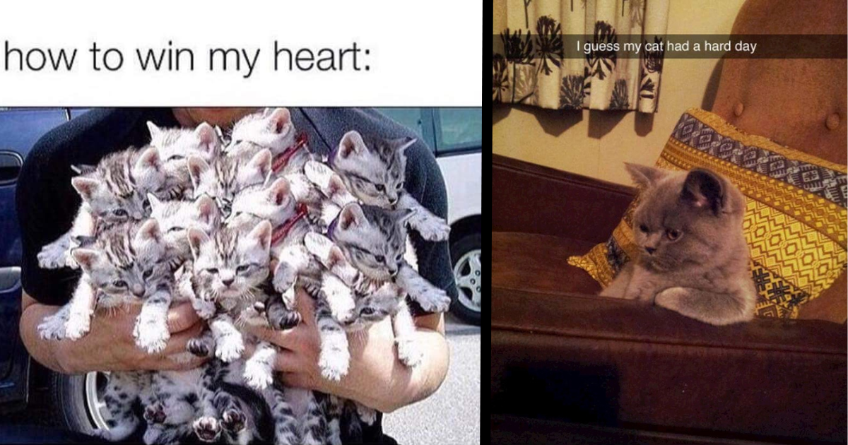 Feline Fine On Tuesday: 28 Cat Memes to Keep You Chuckling Through The ...