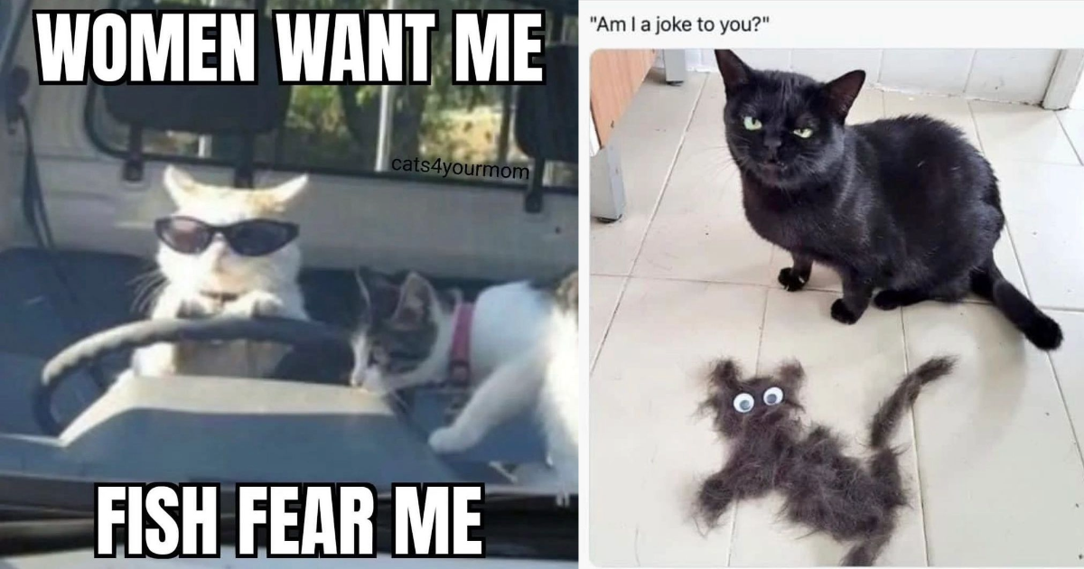 Spicy Sarcastic Mid-Week Cat Memes Of Fed Up Facetious Felines - I Can Has Cheezburger?