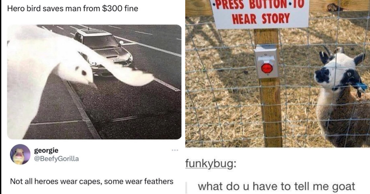 Hilarious Wholesome Memes Of Helpful Animals To Get You Celebrating ...