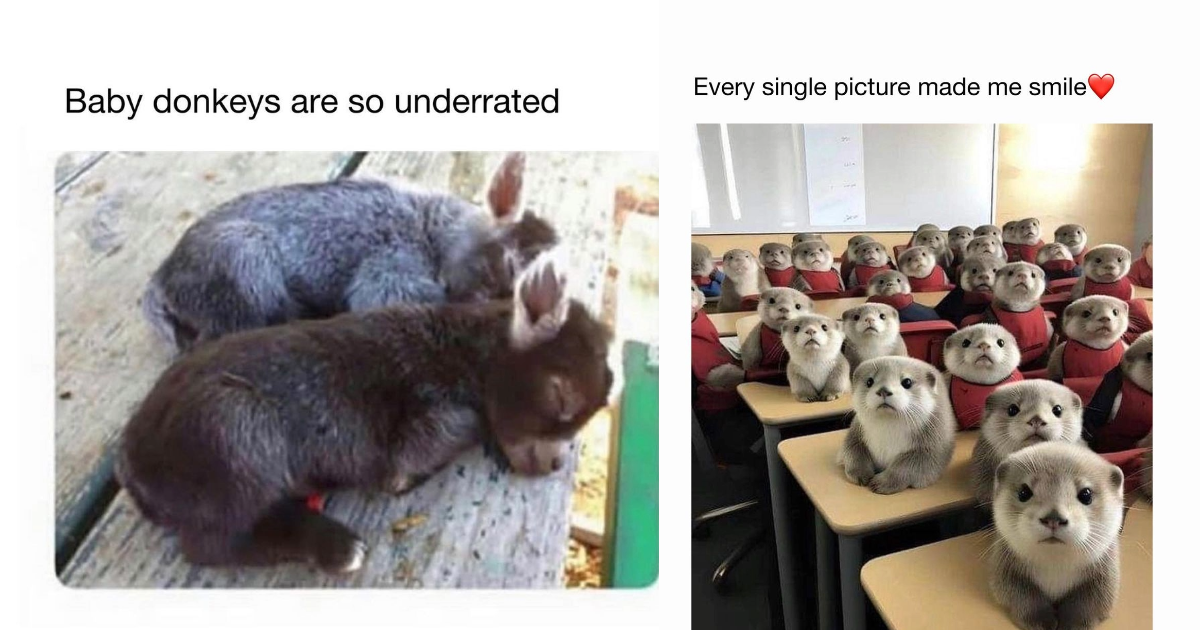 Sweet Soft-hearted Animal Memes To Help You Unwind For The Weekend ...