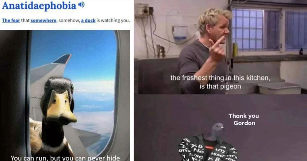 Brazen Boundless Bird Memes From The Aviary To Leave You Beaming ...