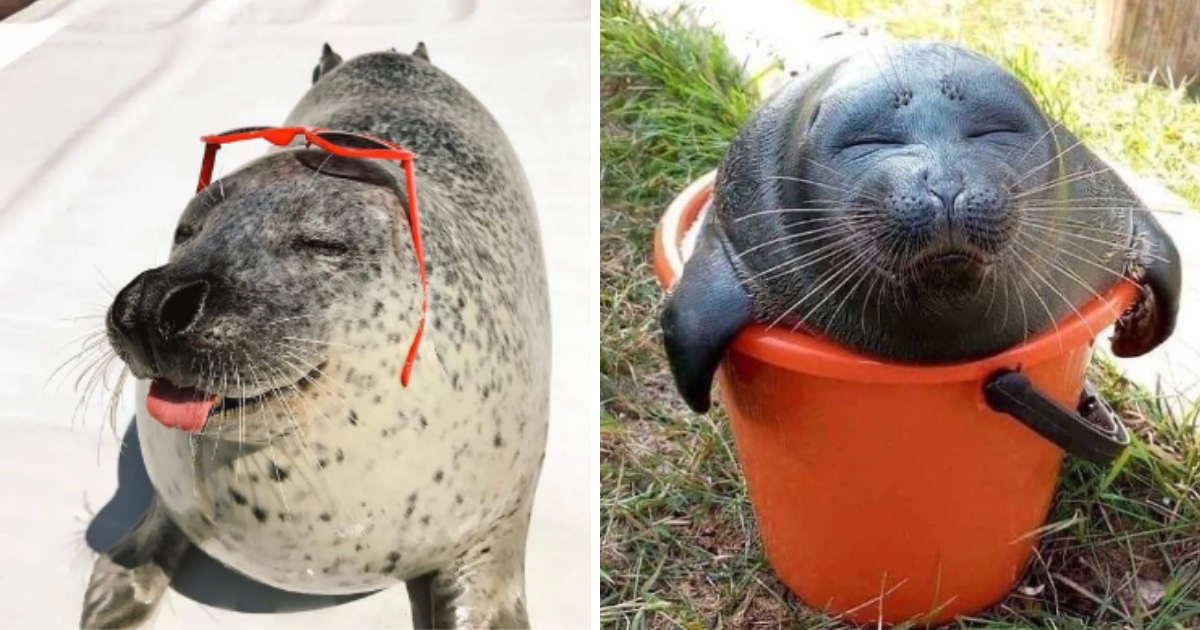 Seal Of Approval: 26 Aww-dorable Silly Seals That Have Us Feeling Fin-tastic - Animal Comedy ...