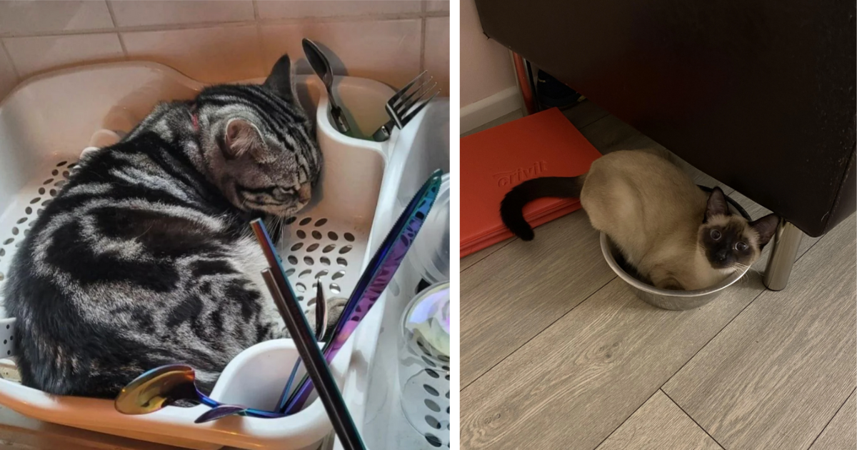 28 Times We Hissterically Found Our Cats In Their Purrfectly ...