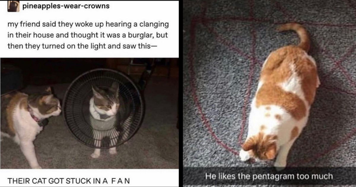 31 Meow-some Memes to Make Your Caturday Purrrfectly Hilarious - I Can ...