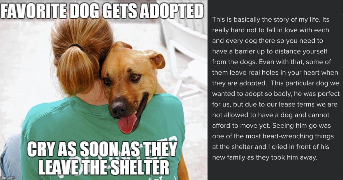 Shelter Animal Memes Chicken The Former Rescue Dog Gives Back,
