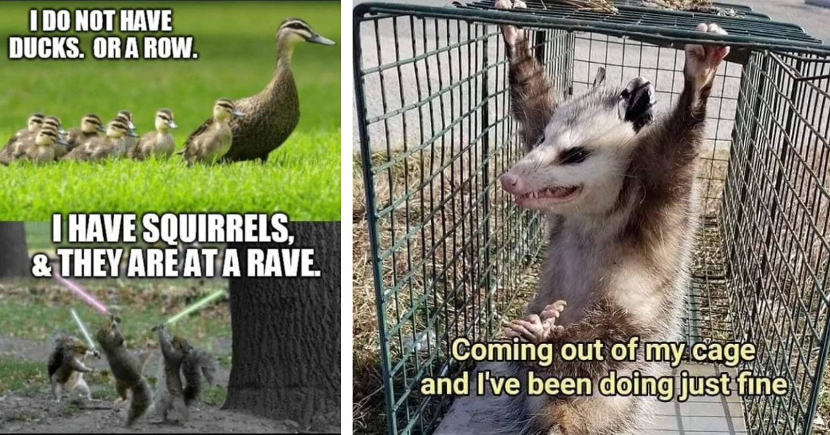 35+ Funniest Animal Memes To Help You Giggle Your Way Into A New Work ...
