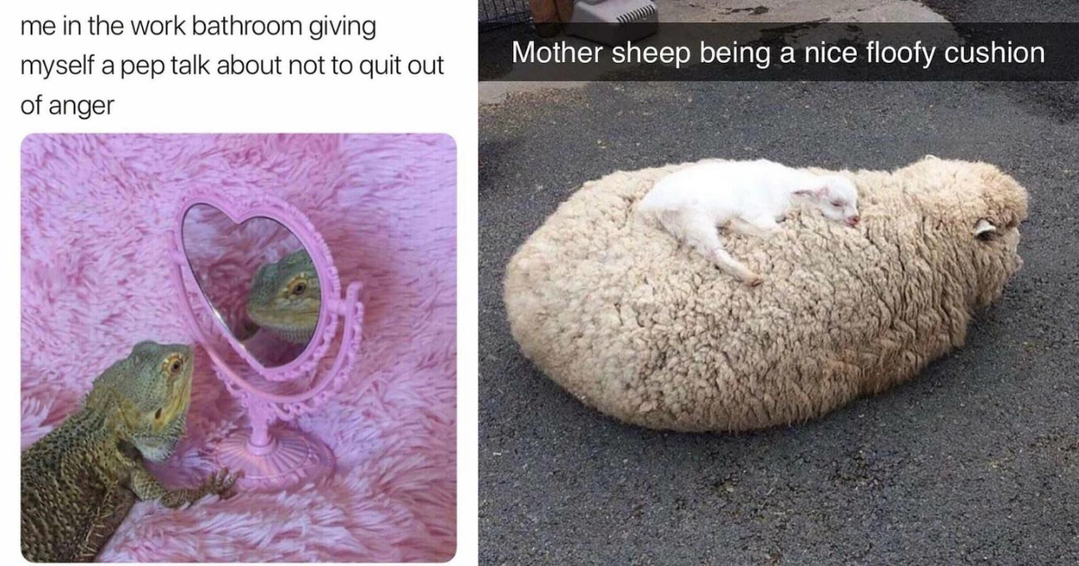 31 Fantastically Funny Animal Memes to Get You Through the Week ...
