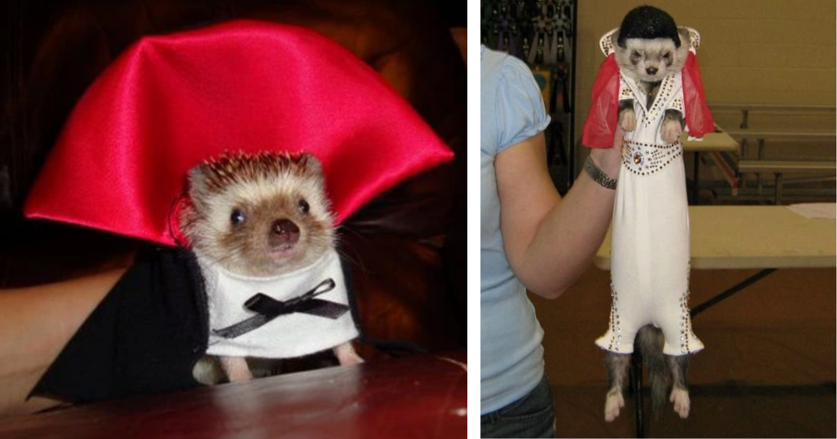 30+ Adorably Boo-tiful Animals In Their Cute Costumes Spookin' It Up ...