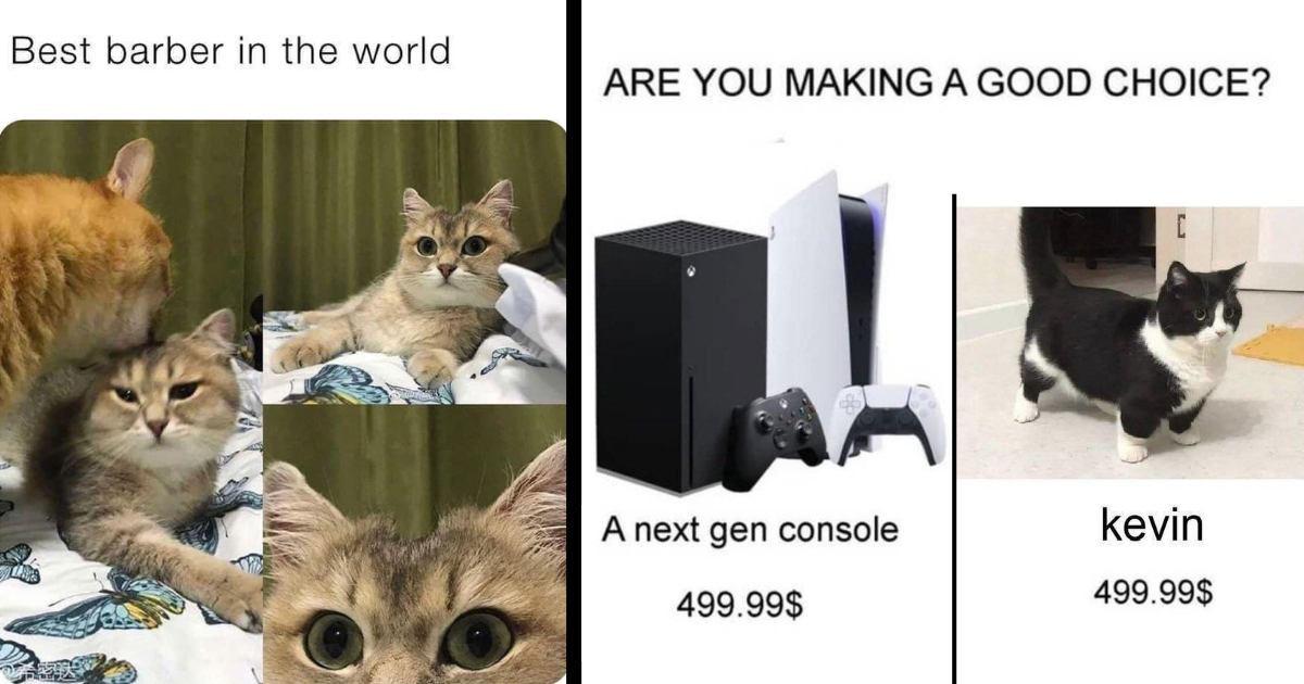 35+ Hilarious Cat Memes To Help You Laugh Through The Pain Of Finishing ...