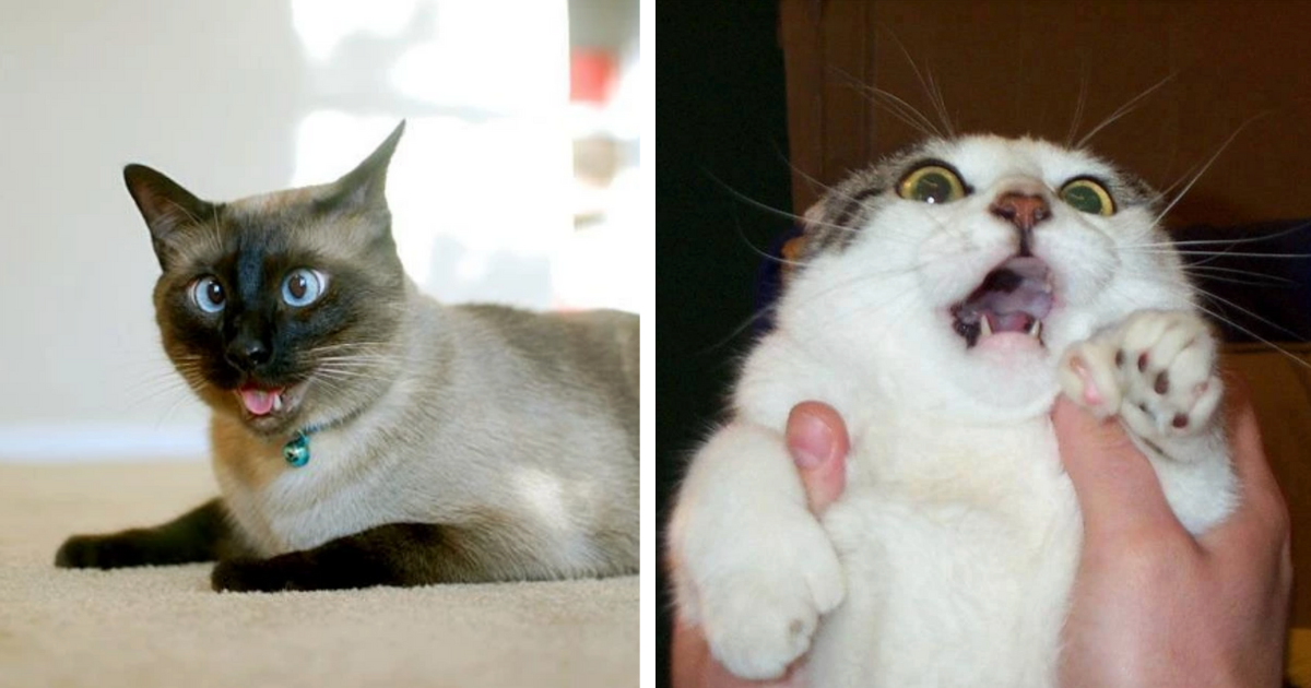 26 Hilariously Derpy Cats Unleashing Their Inner Funny Feline - I Can Has Cheezburger?