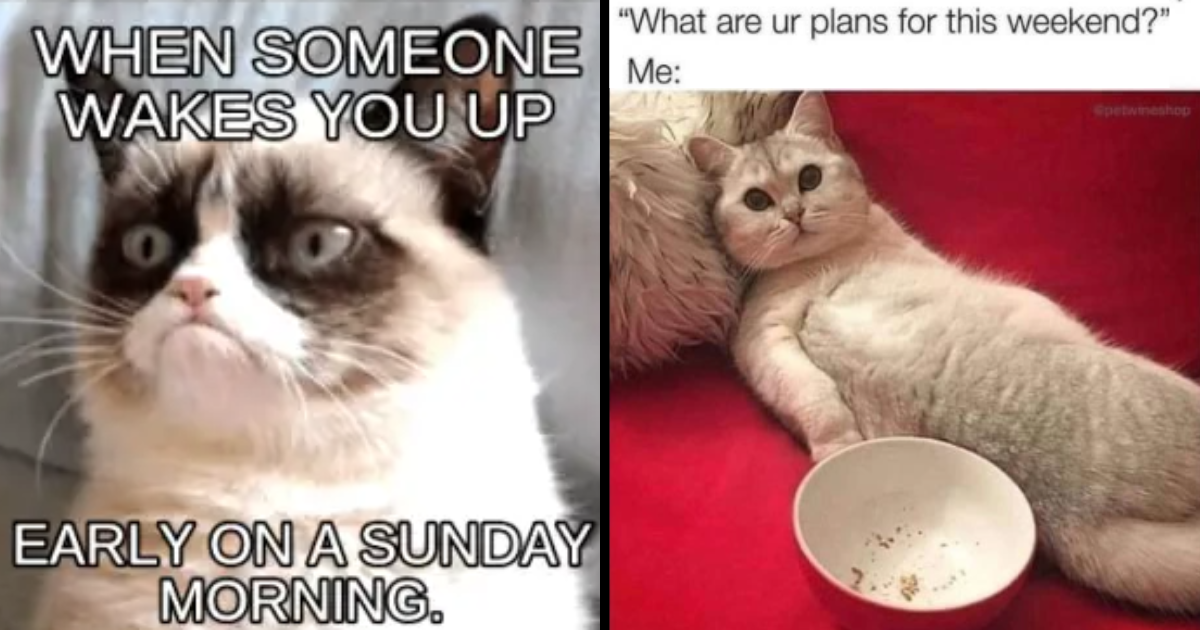 Feline Fun With 25 Pawsitively Purrfect Cat Memes For A Sunday Funday ...