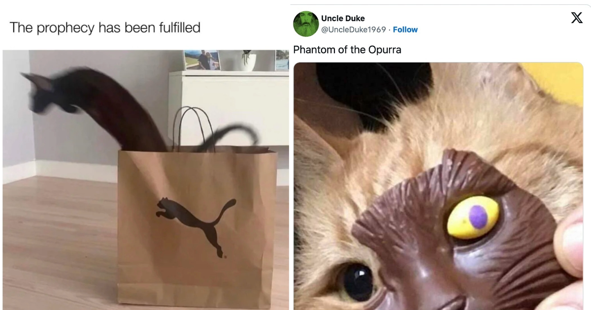 Wholesome Whimsical Feline Memes To Elevate Your Sunny Snuggly Sunday ...