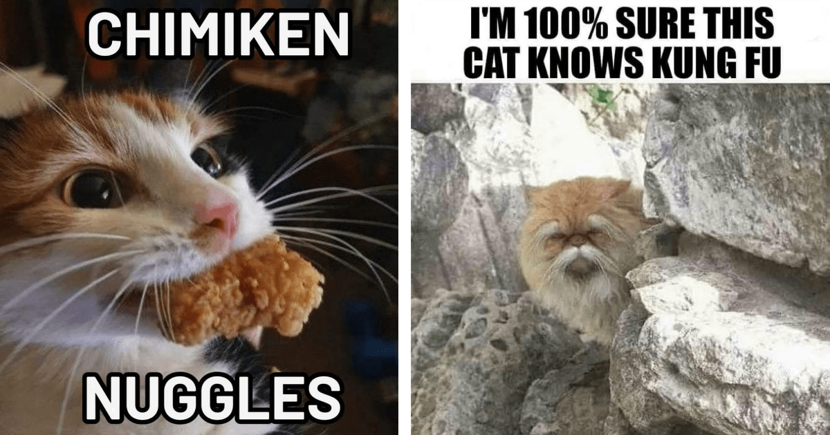 Sweet Scrumptious Cat Memes For A Hilarious And Wholesome Week Ahead ...
