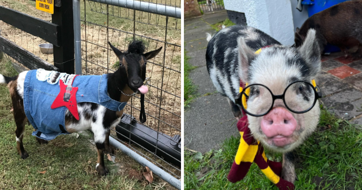 22 Purr-fectly Spook-tacular Adorable Animals Creeping It Real This ...