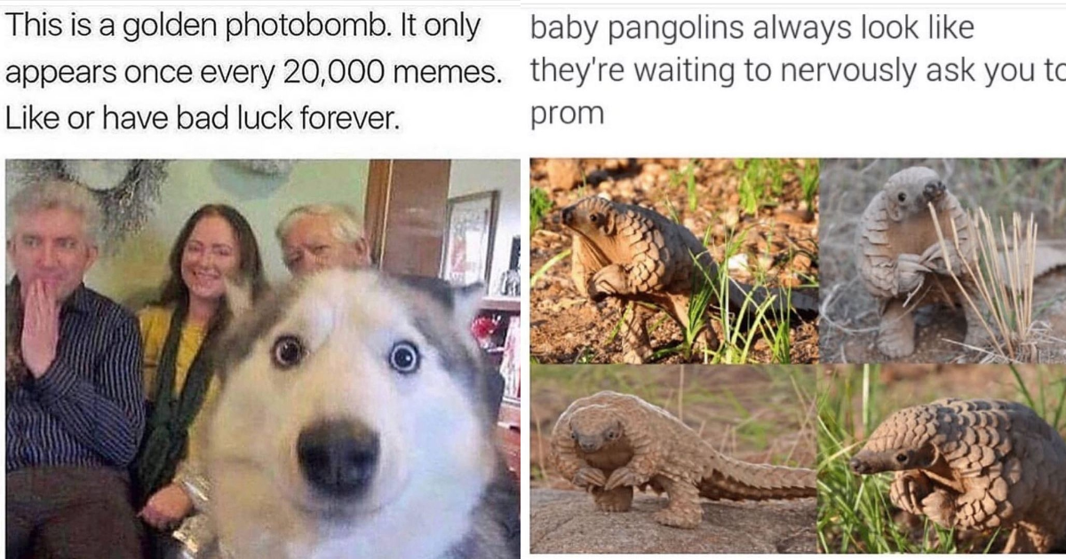 Awesome Awdorable Animal Memes Mix To Remind You The Animal Kingom Has ...