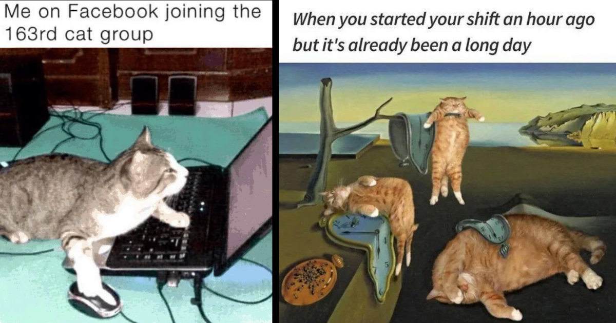 26 Feisty Funny Feline Memes To Forward Your Friends For A Fantastic Fun Break At The Office - I ...