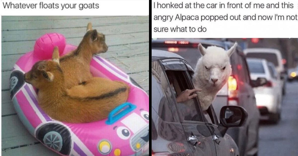 A Pawsitively Fur-tastic Tuesday With 28 Howl-arious Animal Memes That ...