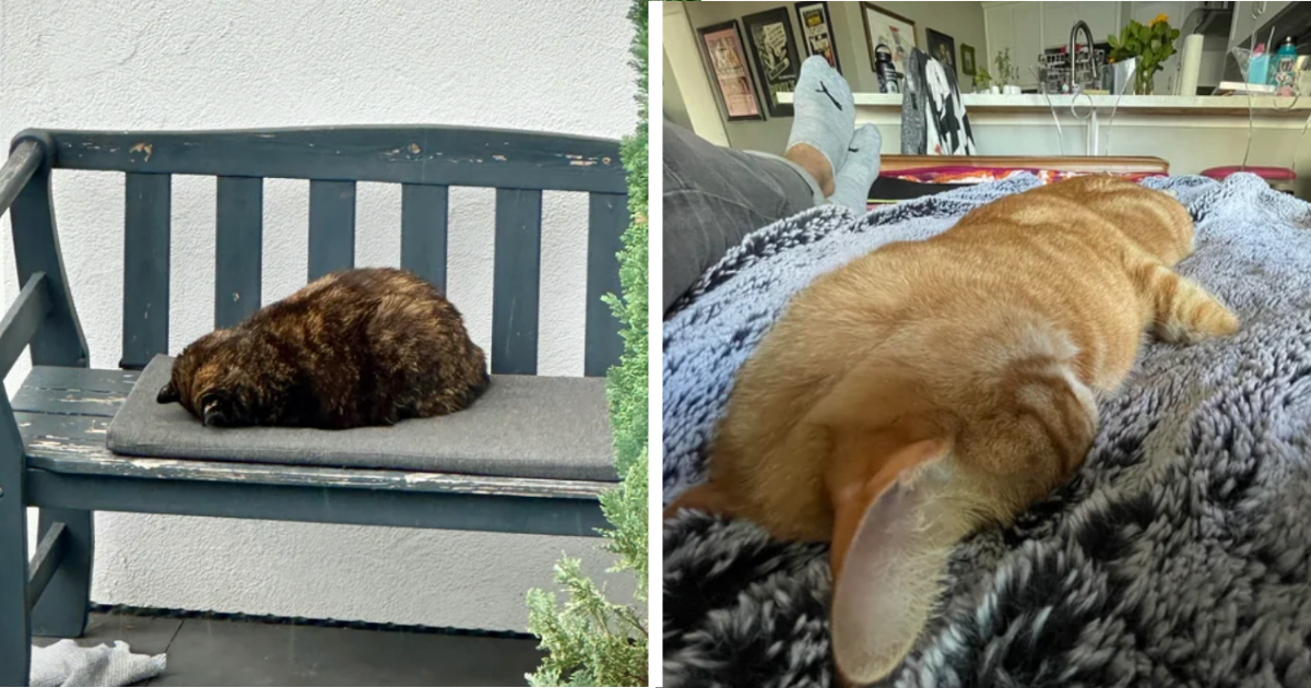 24 Funny Feline Faceplants Of Cute Cats That Are 100% Over Their Hooman ...