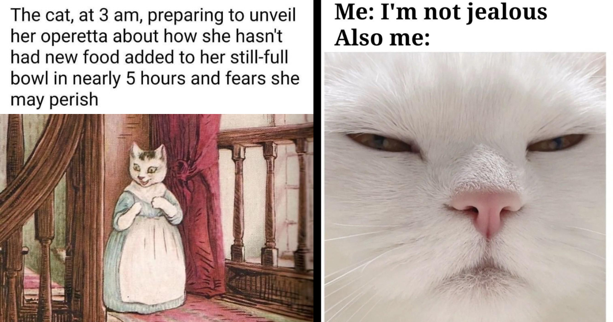 30 Funny Cat Memes Litter-ally Purrfect To Peruse While In The Litter ...