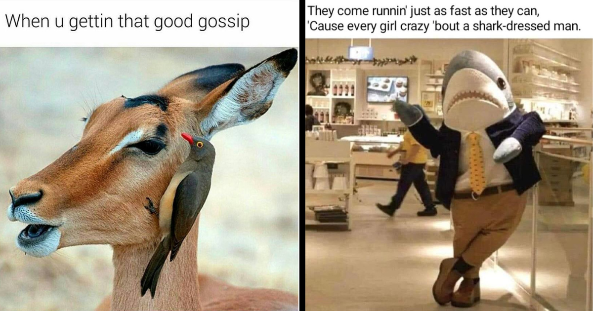 34 Funniest Animal Memes To Help You Giggle Your Way Out Of The Office ...
