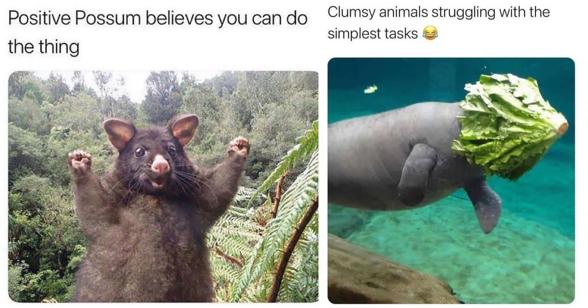 Positive Wholesome Mid-Week Memes From The Animal Kingdom To Get You ...